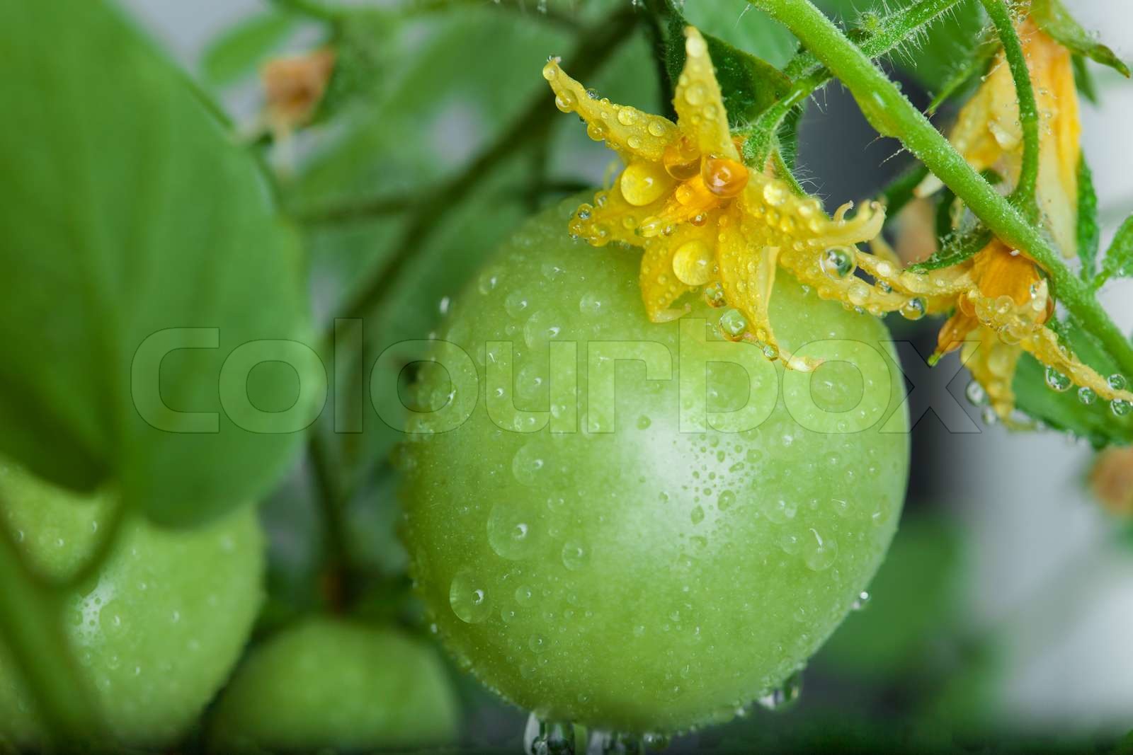 Tomaten Hohe Begrenzen
