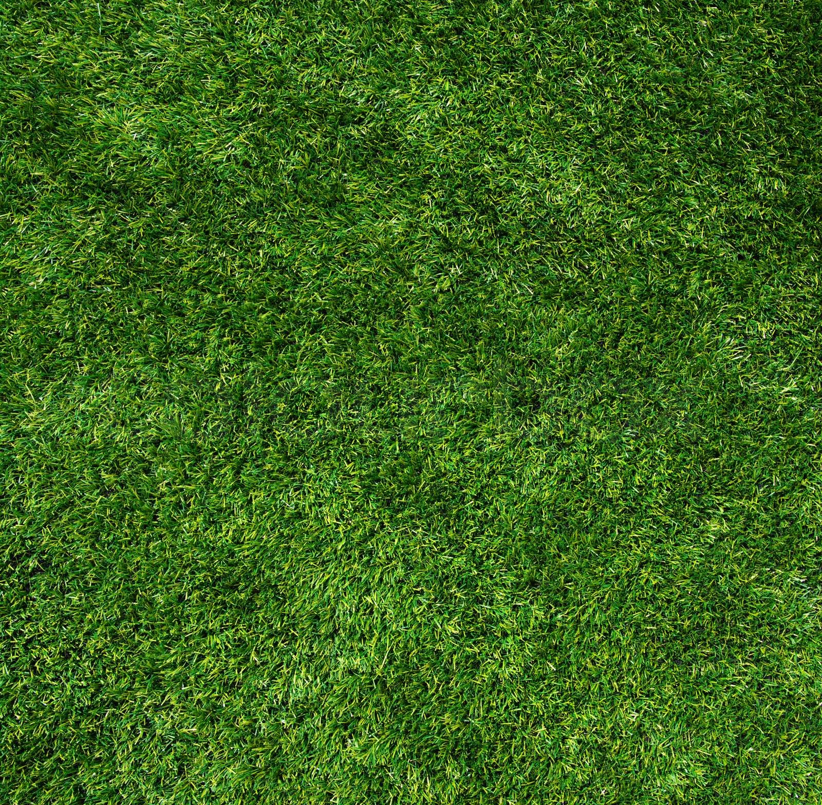 Texture green lawn | Stock image | Colourbox