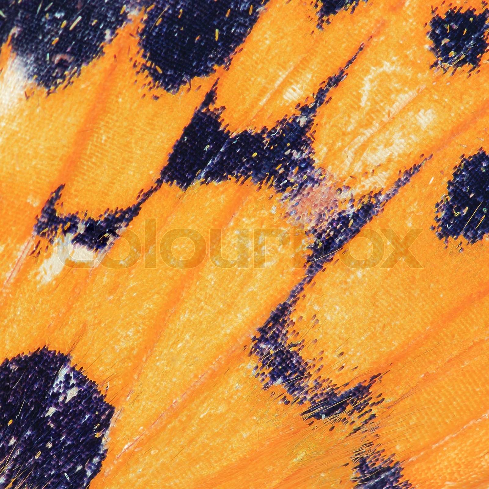 Butterfly wing texture | Stock image | Colourbox