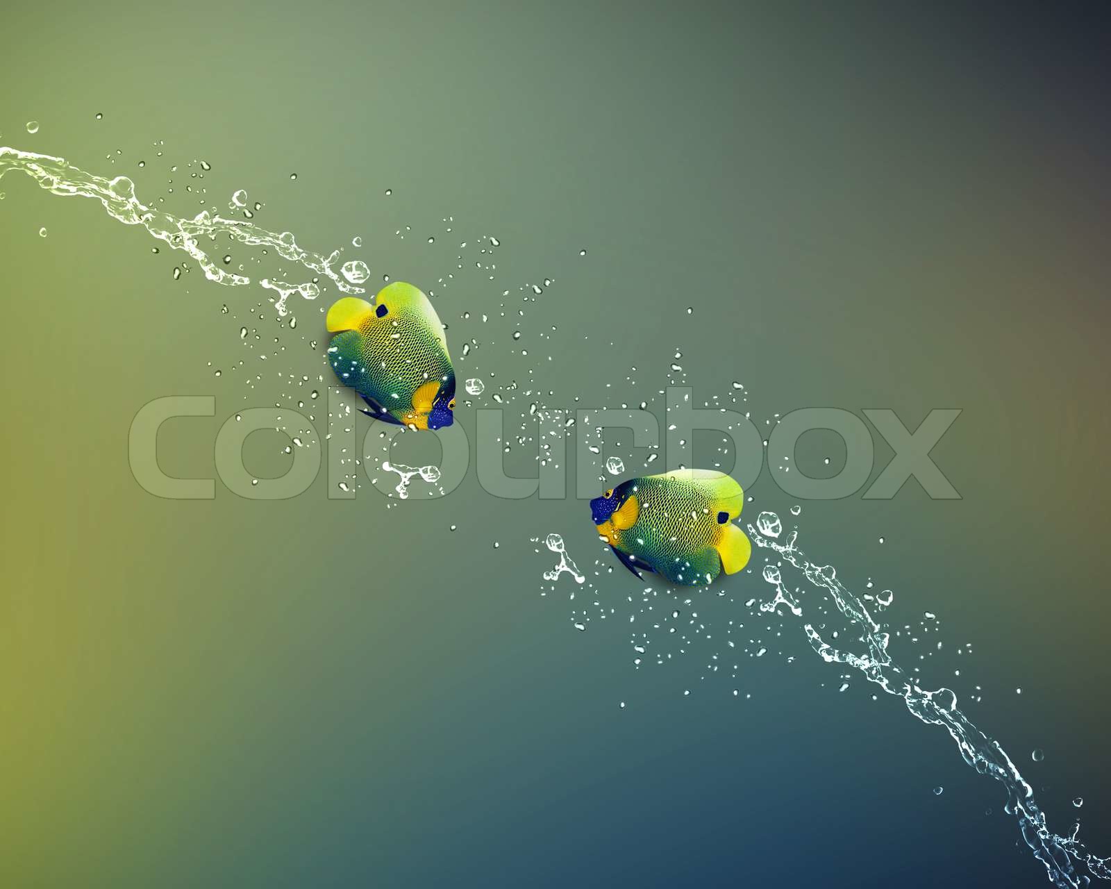 Angelfish jumping | Stock image | Colourbox