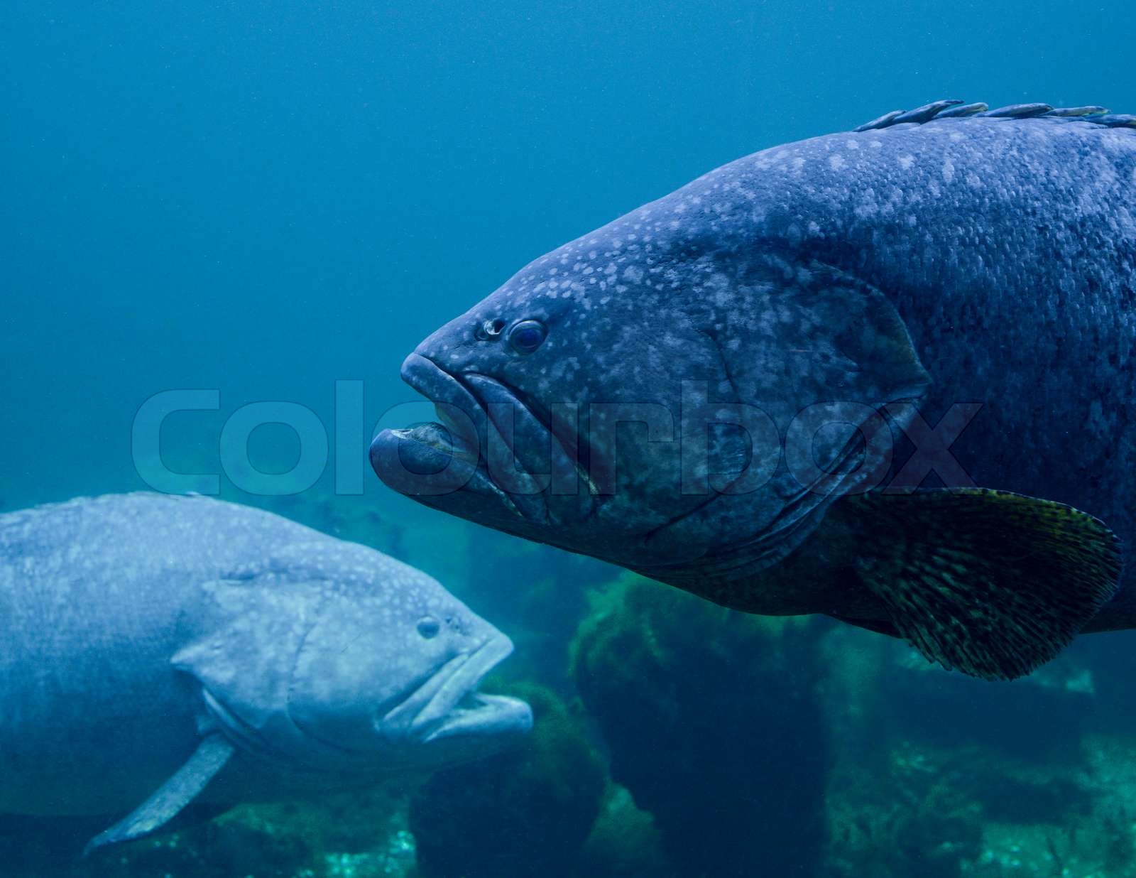 Giant Grouper Fish
