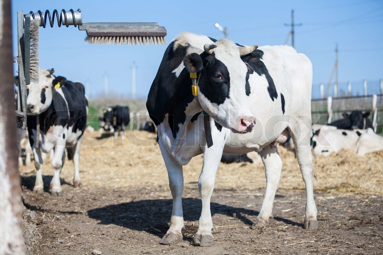 Cow scratches her head | Stock image | Colourbox