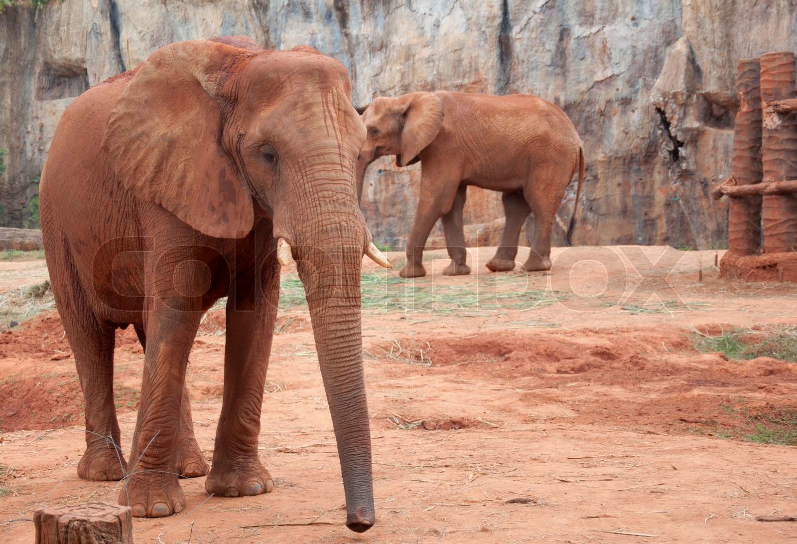 african elephants | Stock image | Colourbox