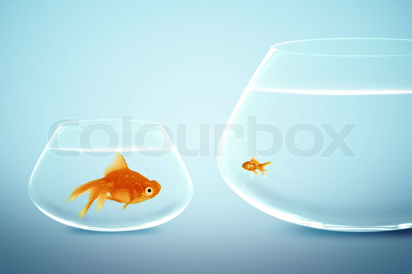 Big and small goldfish | Stock image | Colourbox