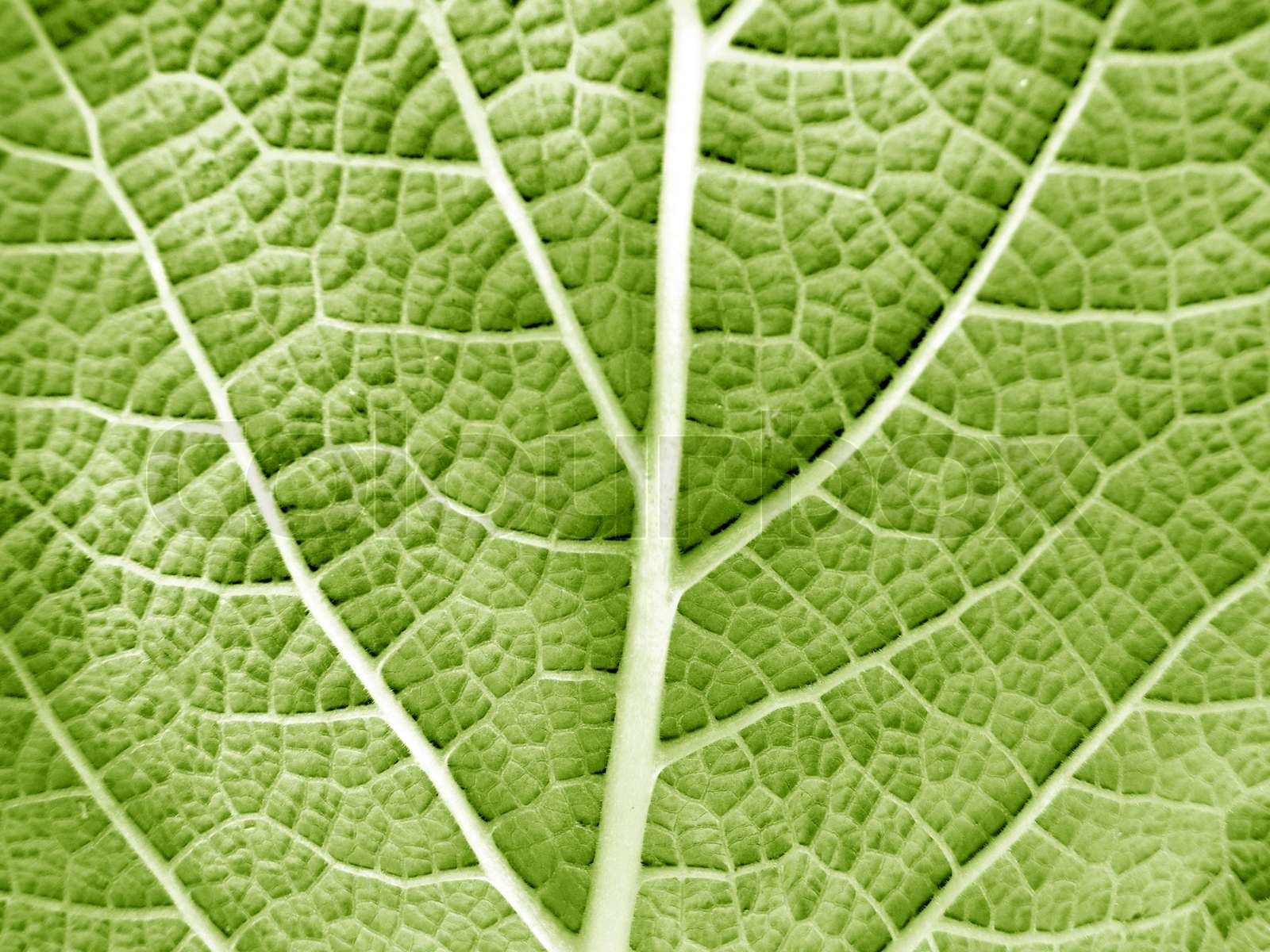 Leaf of a plant close up | Stock image | Colourbox