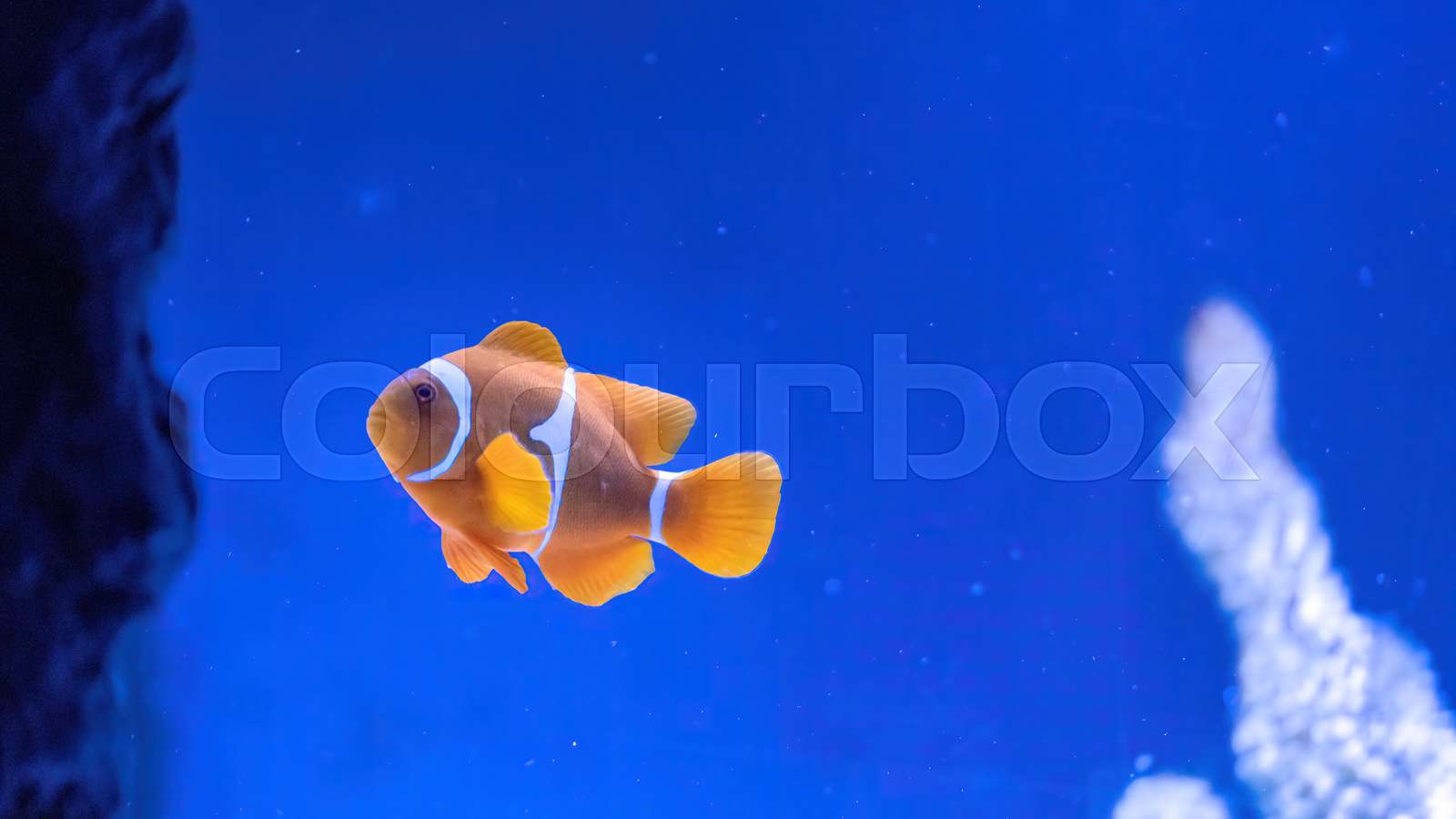 Percula Clownfish Vs Ocellaris Clownfish