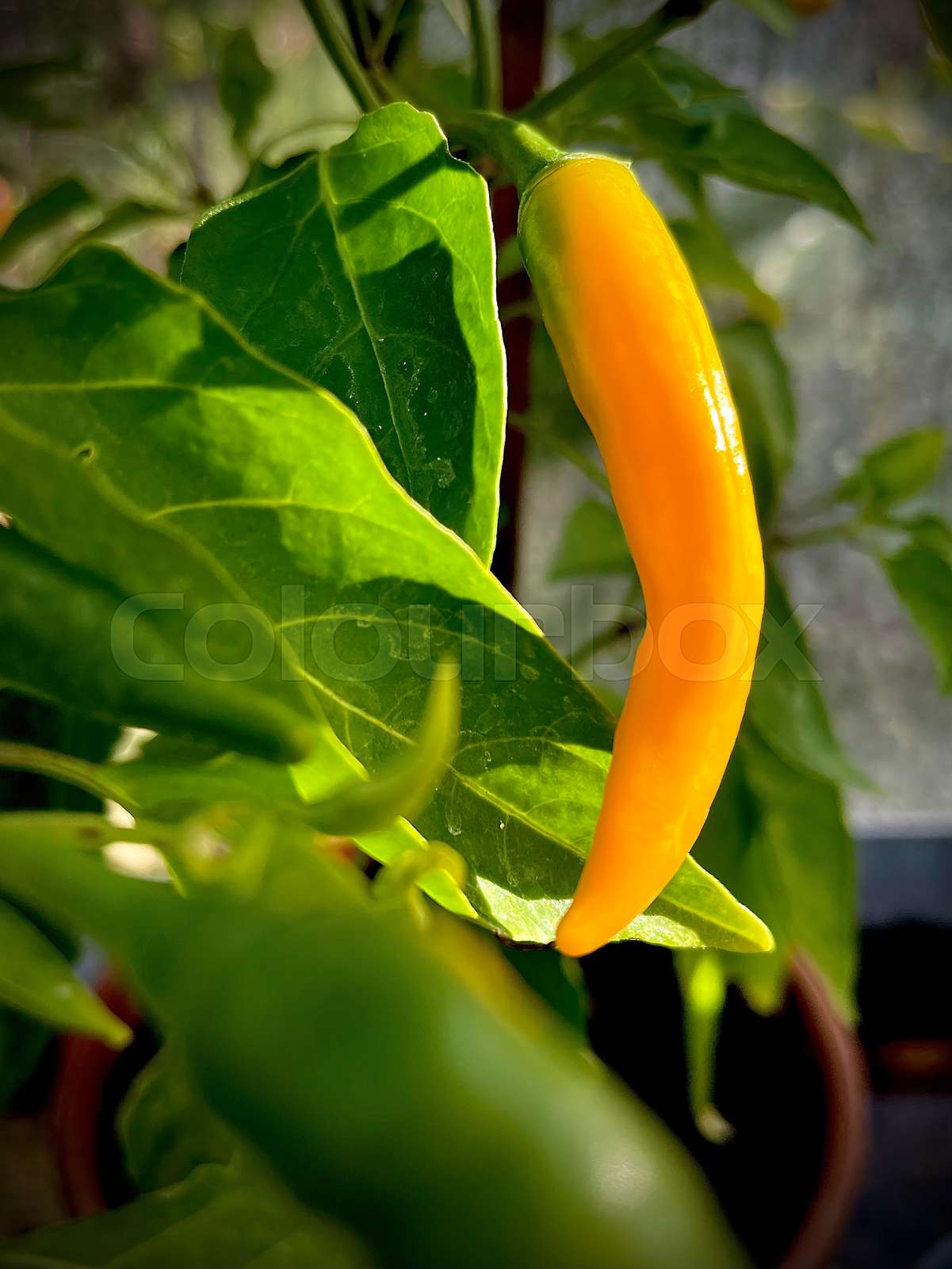 Yellow Chilli. vegetable strong health | Stock image | Colourbox