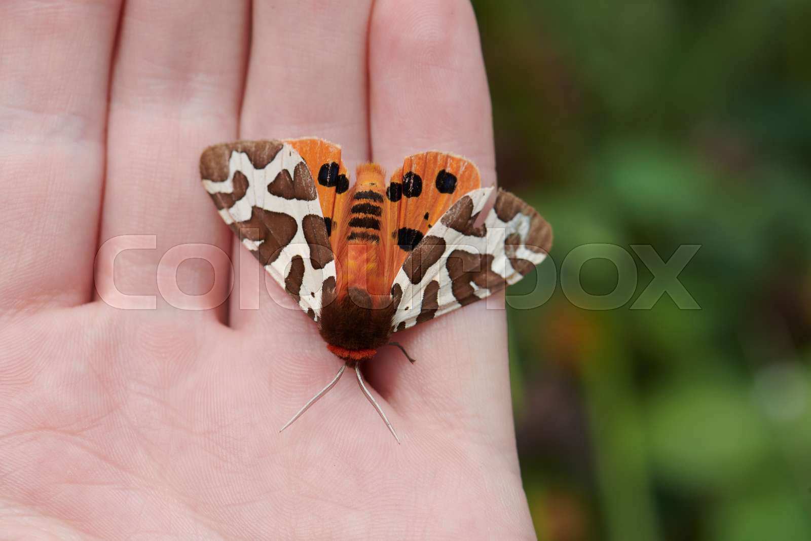 Brun bjørnespinder, Arctia caja, på hånd, natsværmer, insekt, natur ...