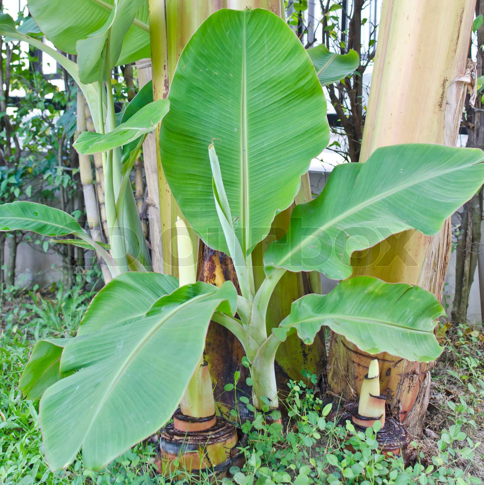 Sämling und Pflanzen der Banane | Stock Bild | Colourbox