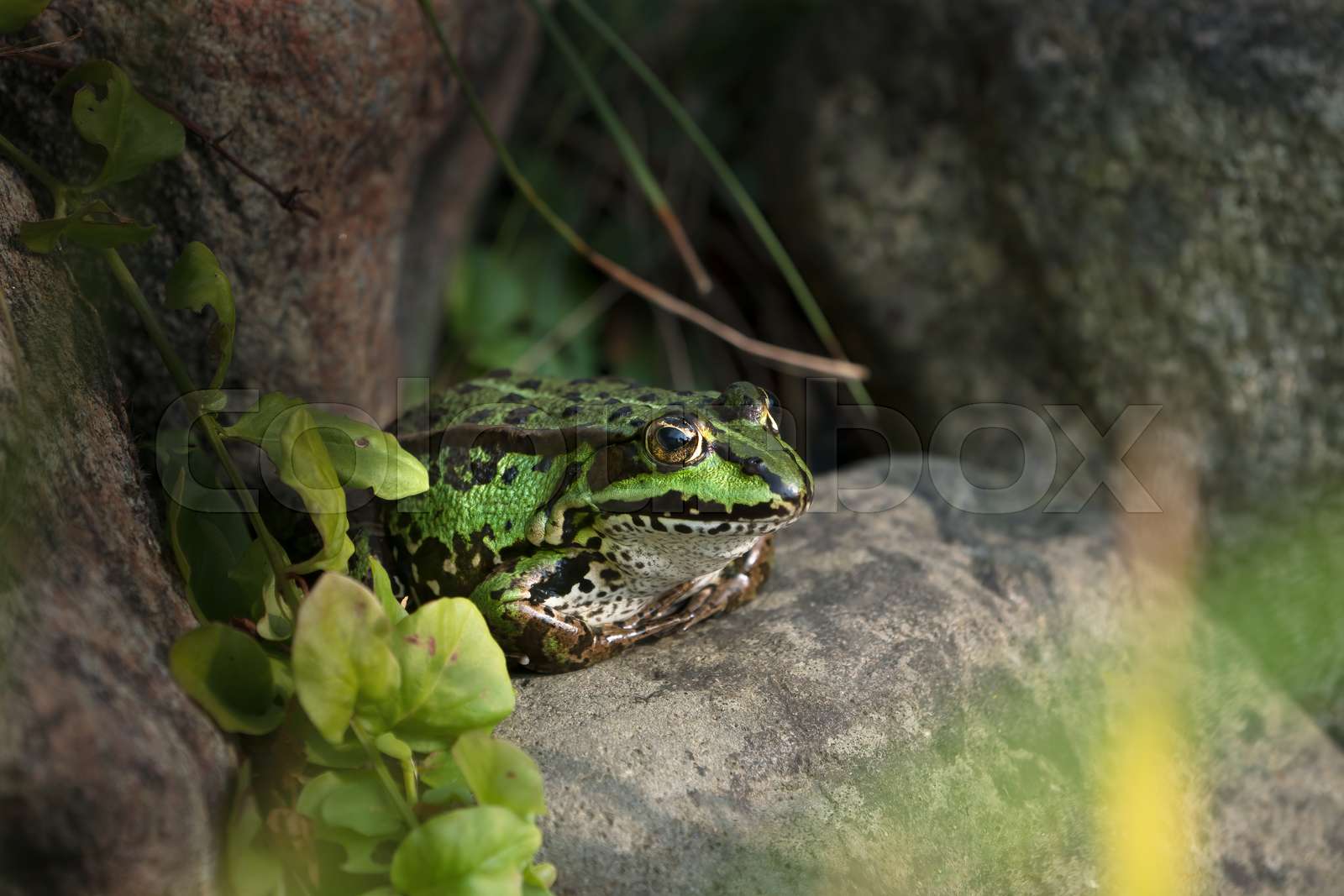 Green frog on a rock | Stock image | Colourbox