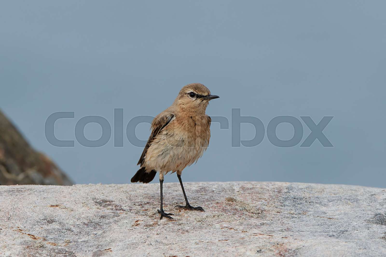Isabelline wheatear (Oenanthe isabellina) | Stock image | Colourbox