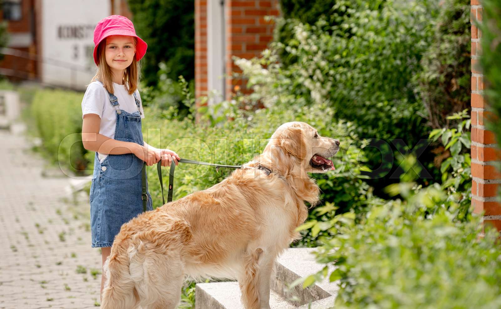 Preteen girl with golden retriever dog | Stock image | Colourbox