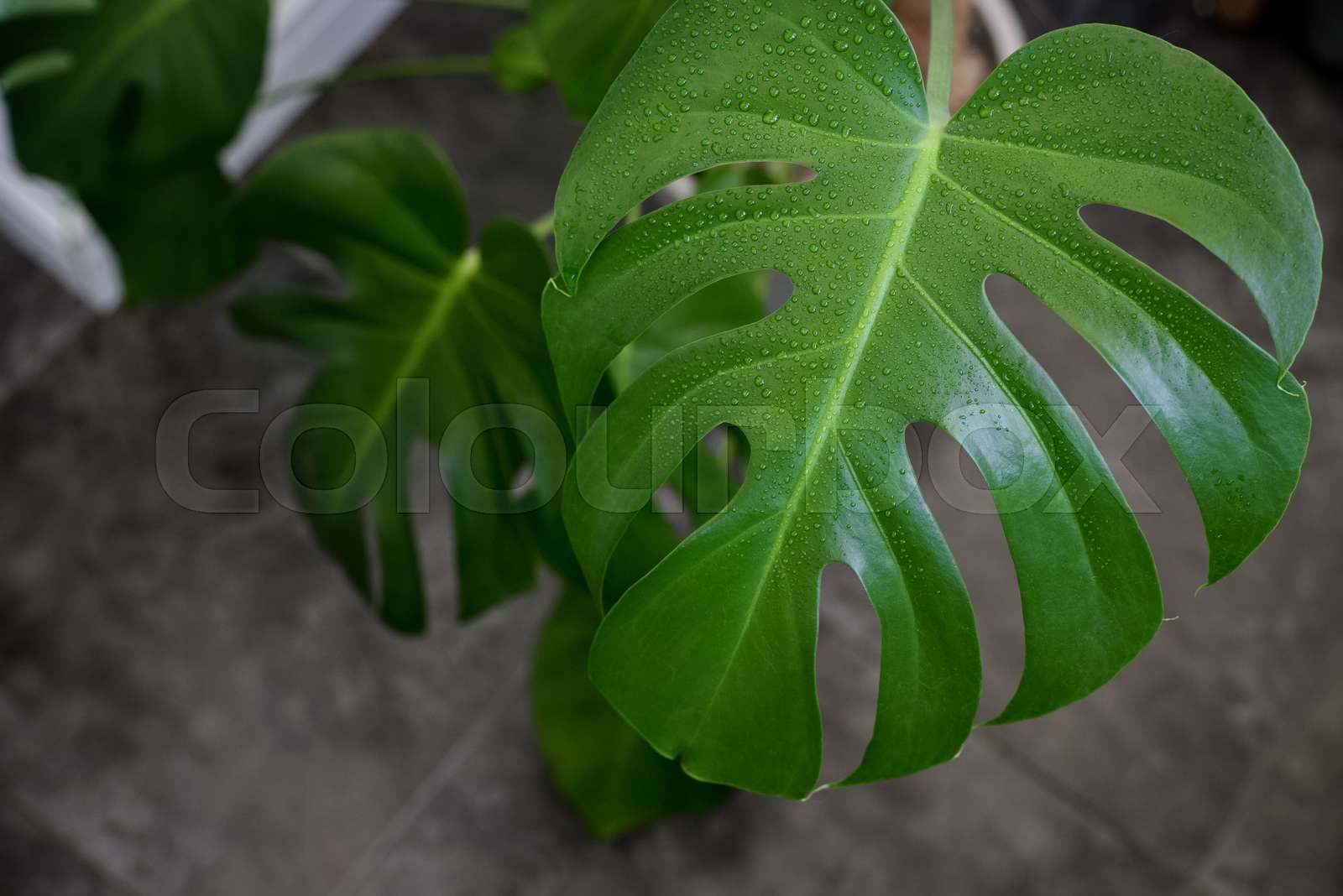 Wet Monstera deliciosa leaves | Stock image | Colourbox