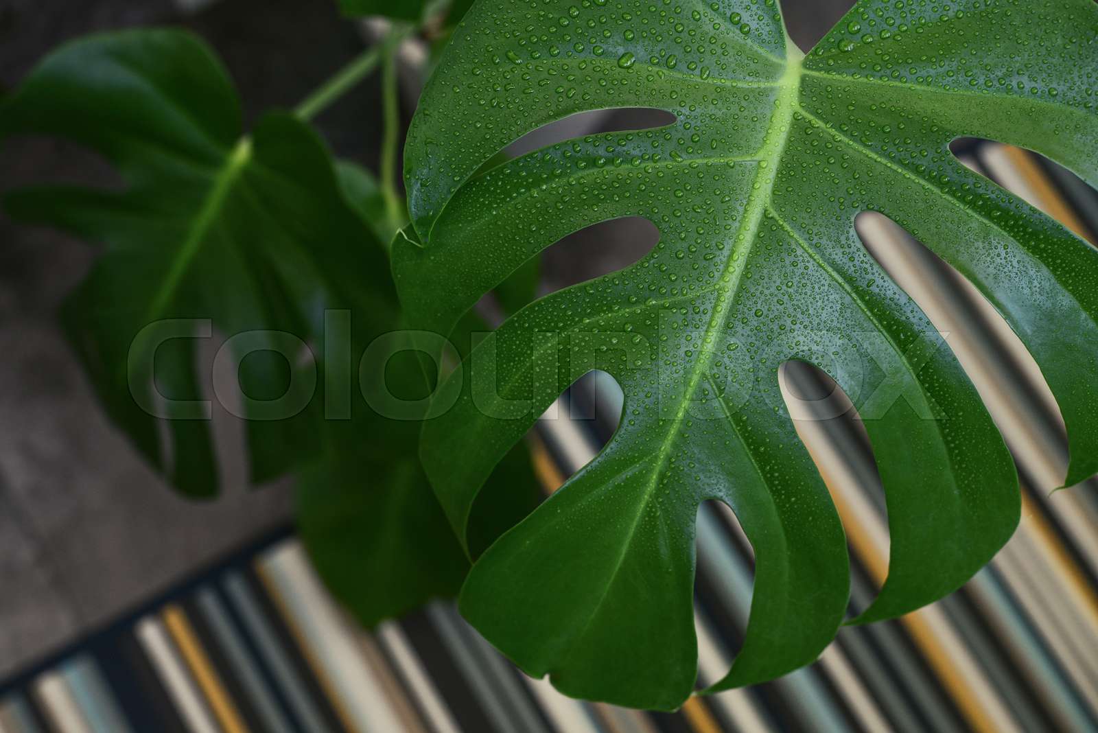 Wet Monstera deliciosa leaves | Stock image | Colourbox
