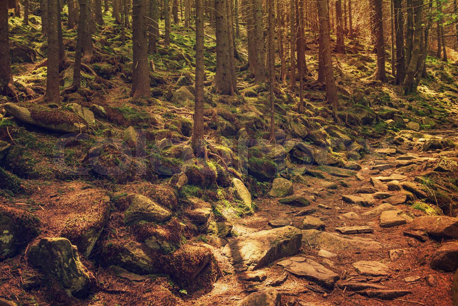 wald, farbe, gelb | Stock Bild | Colourbox