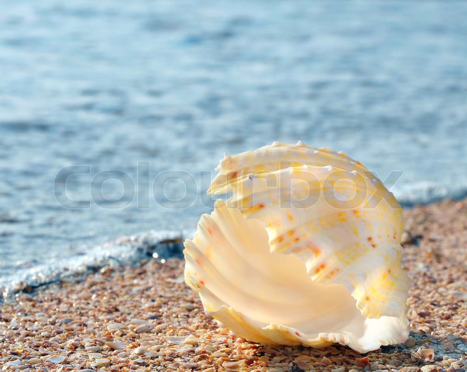 shell on the beach | Stock image | Colourbox