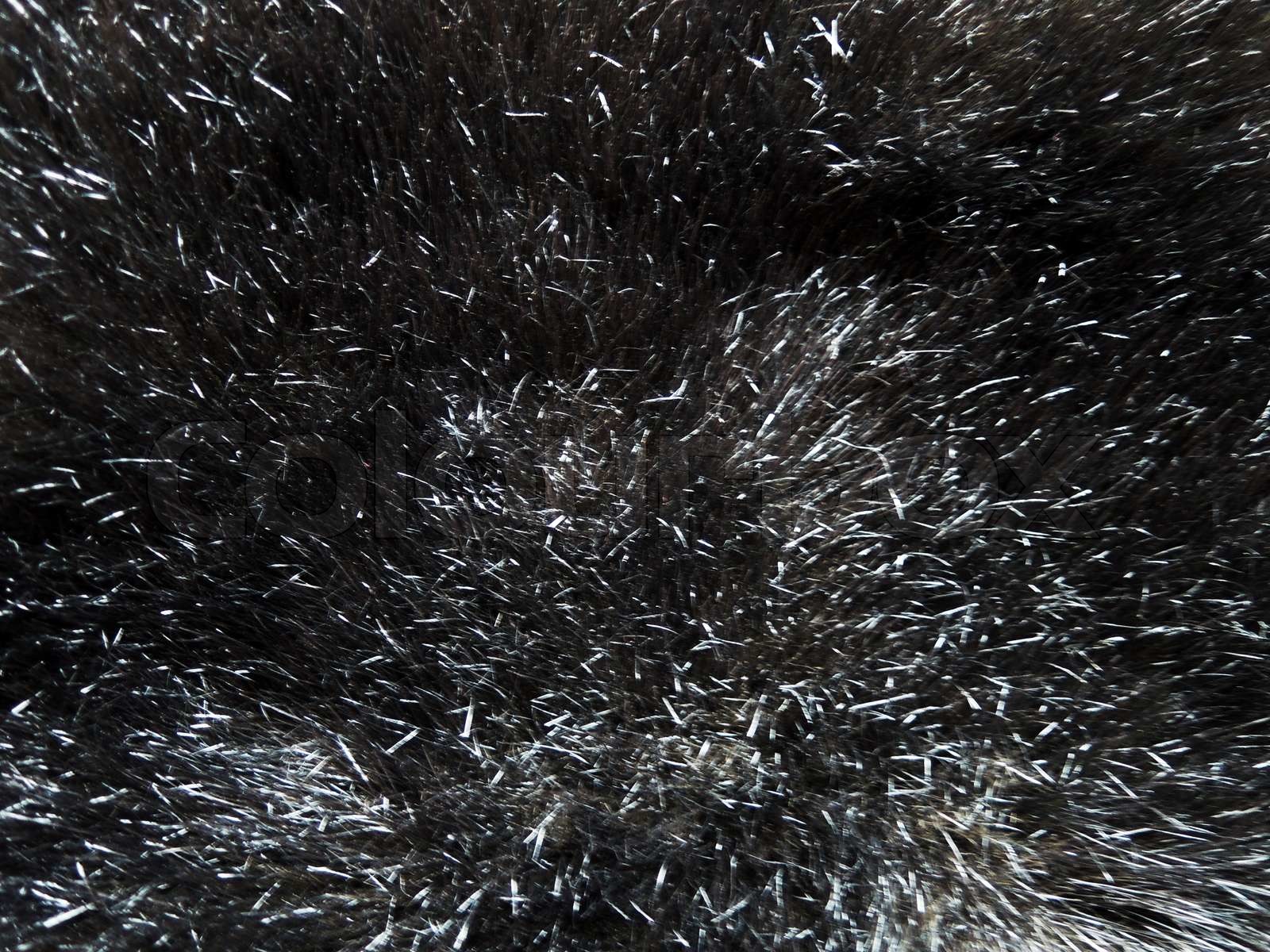 Black fur texture | Stock image | Colourbox