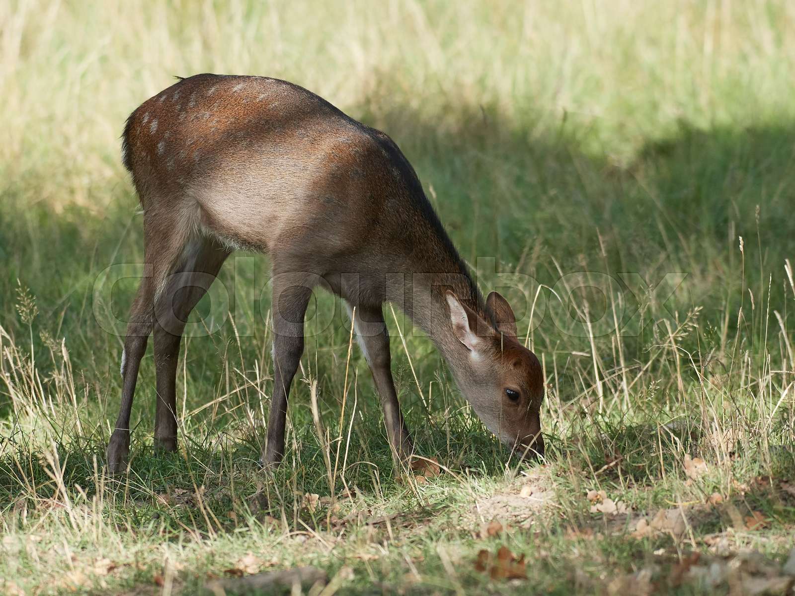 Sika deer (Cervus nippon) | Stock image | Colourbox
