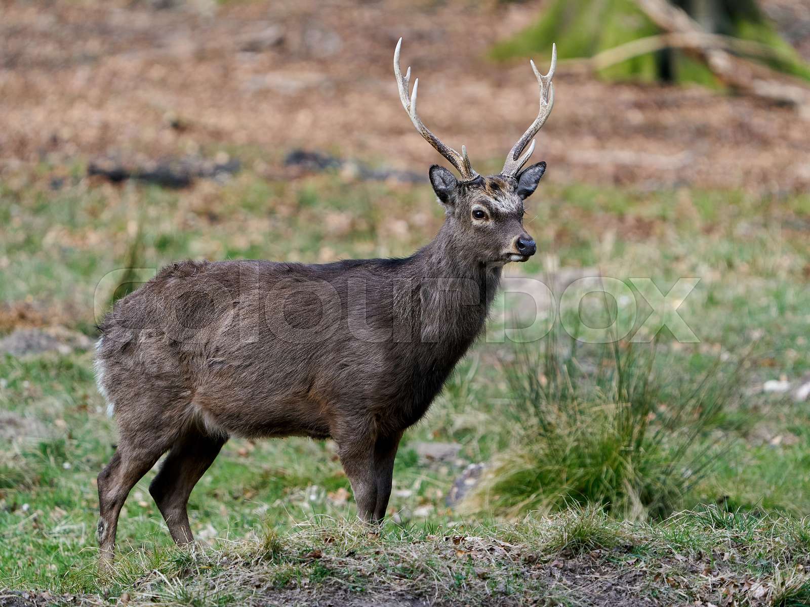 Sika deer (Cervus nippon) | Stock image | Colourbox
