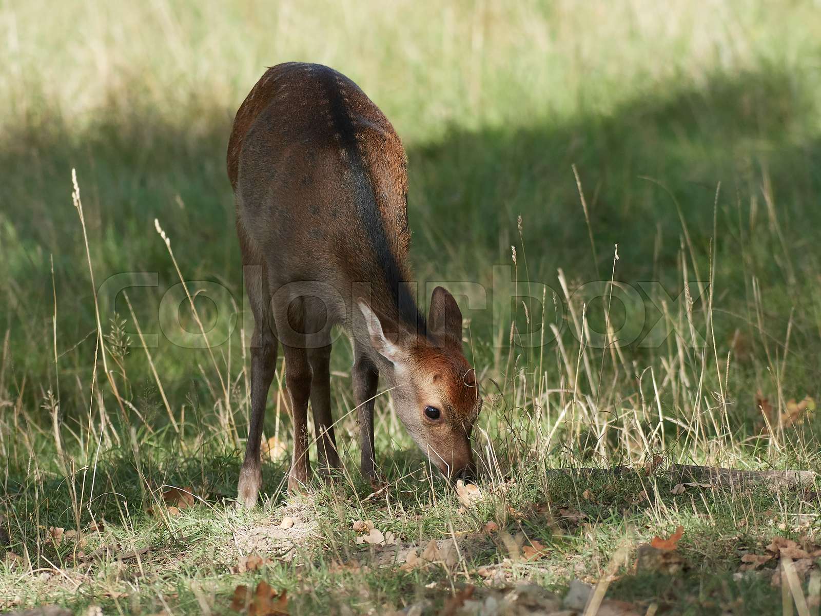 Sika deer (Cervus nippon) | Stock image | Colourbox