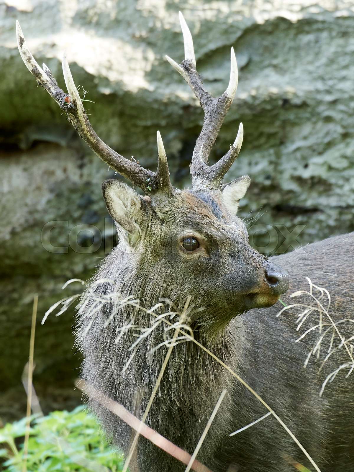 Sika deer (Cervus nippon) | Stock image | Colourbox