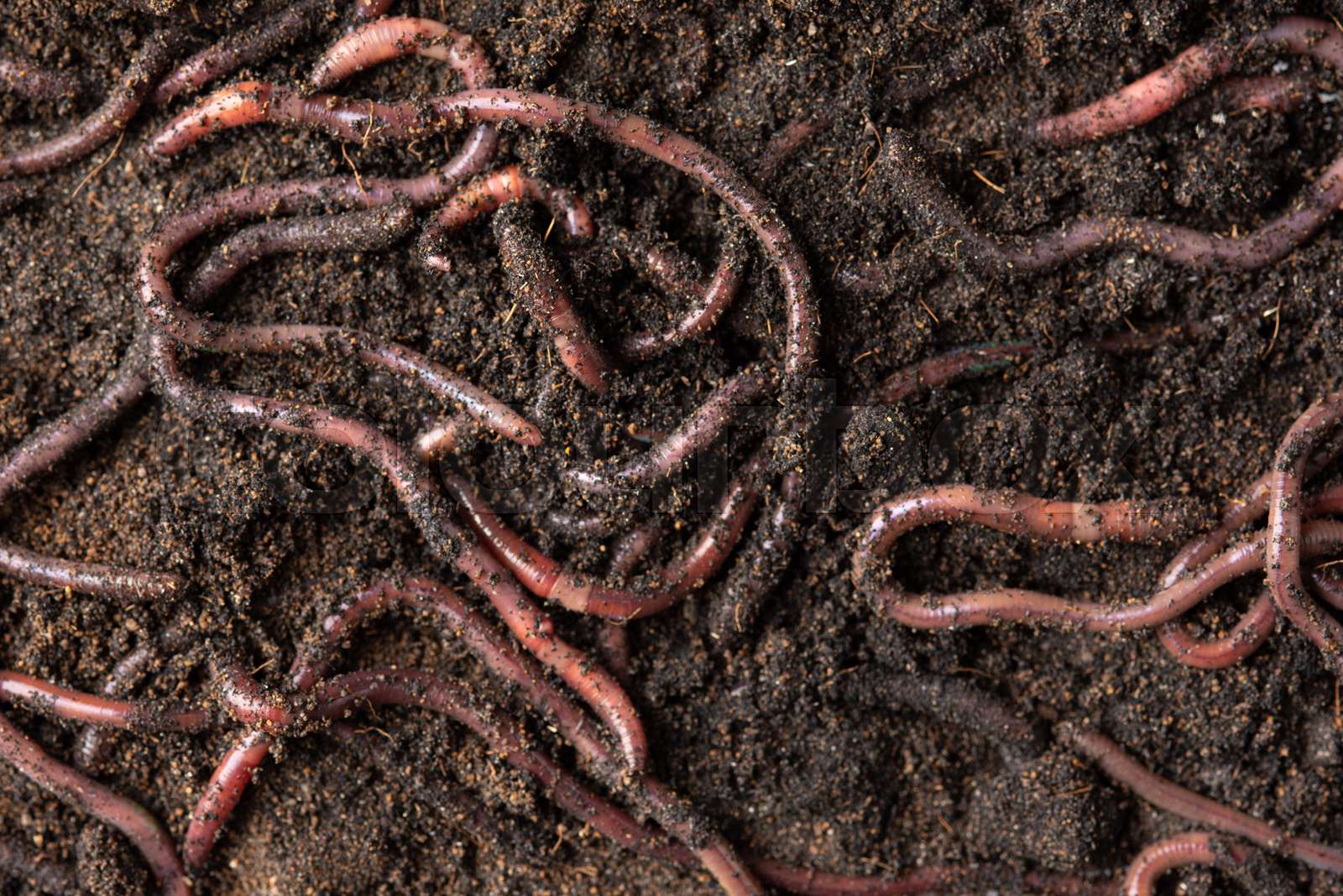 Group of earthworms in the soil, earthworm digestive processes turn ...