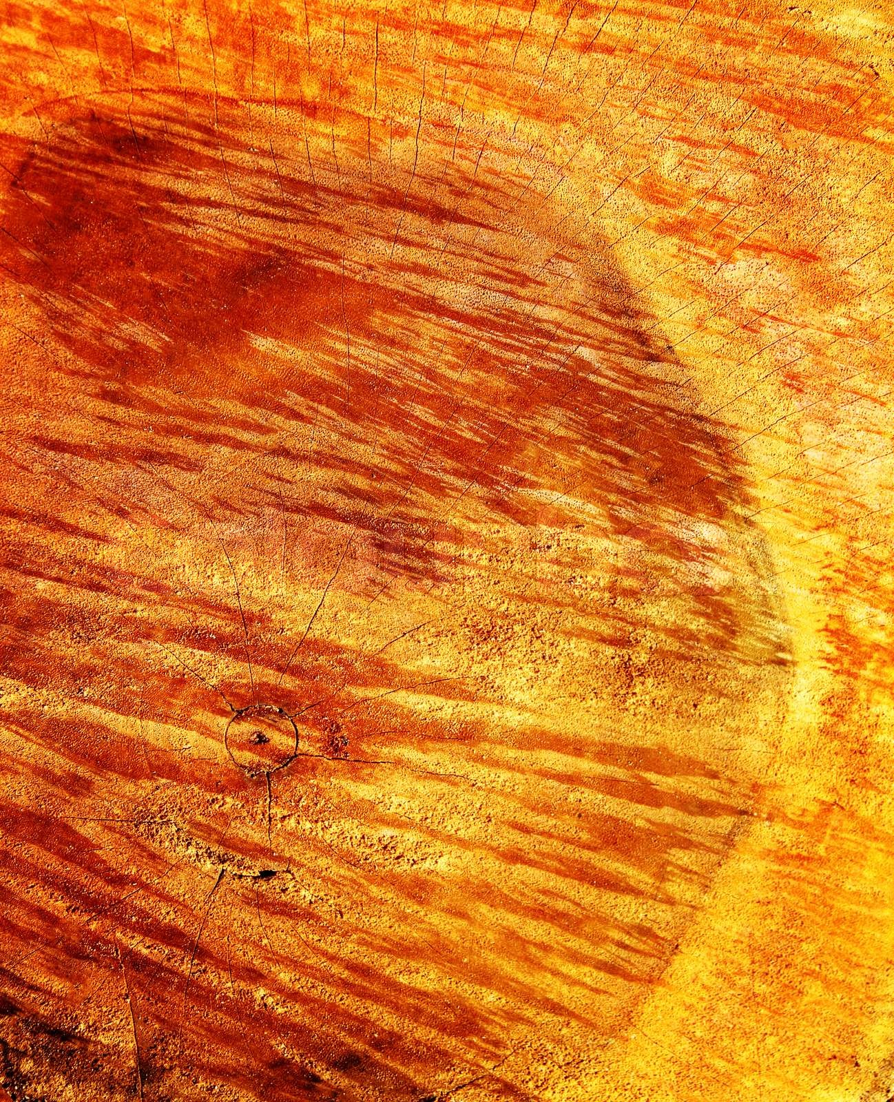 Detail of cut wood texture | Stock image | Colourbox