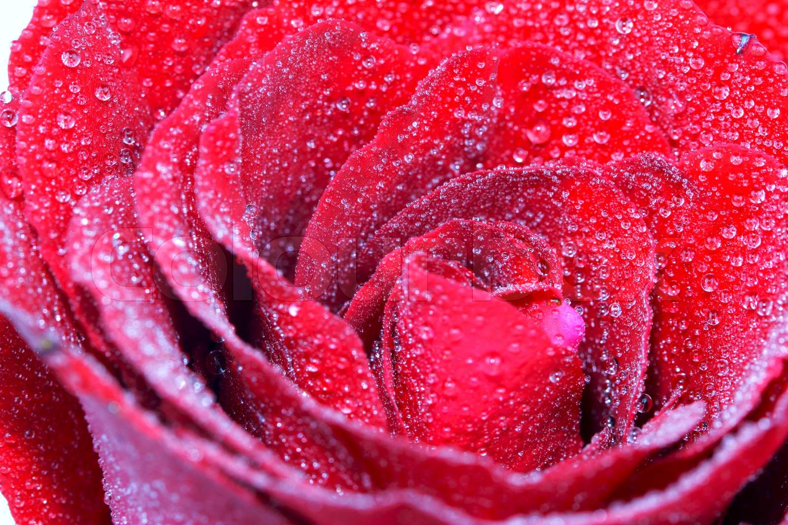Red rose with water drop | Stock image | Colourbox