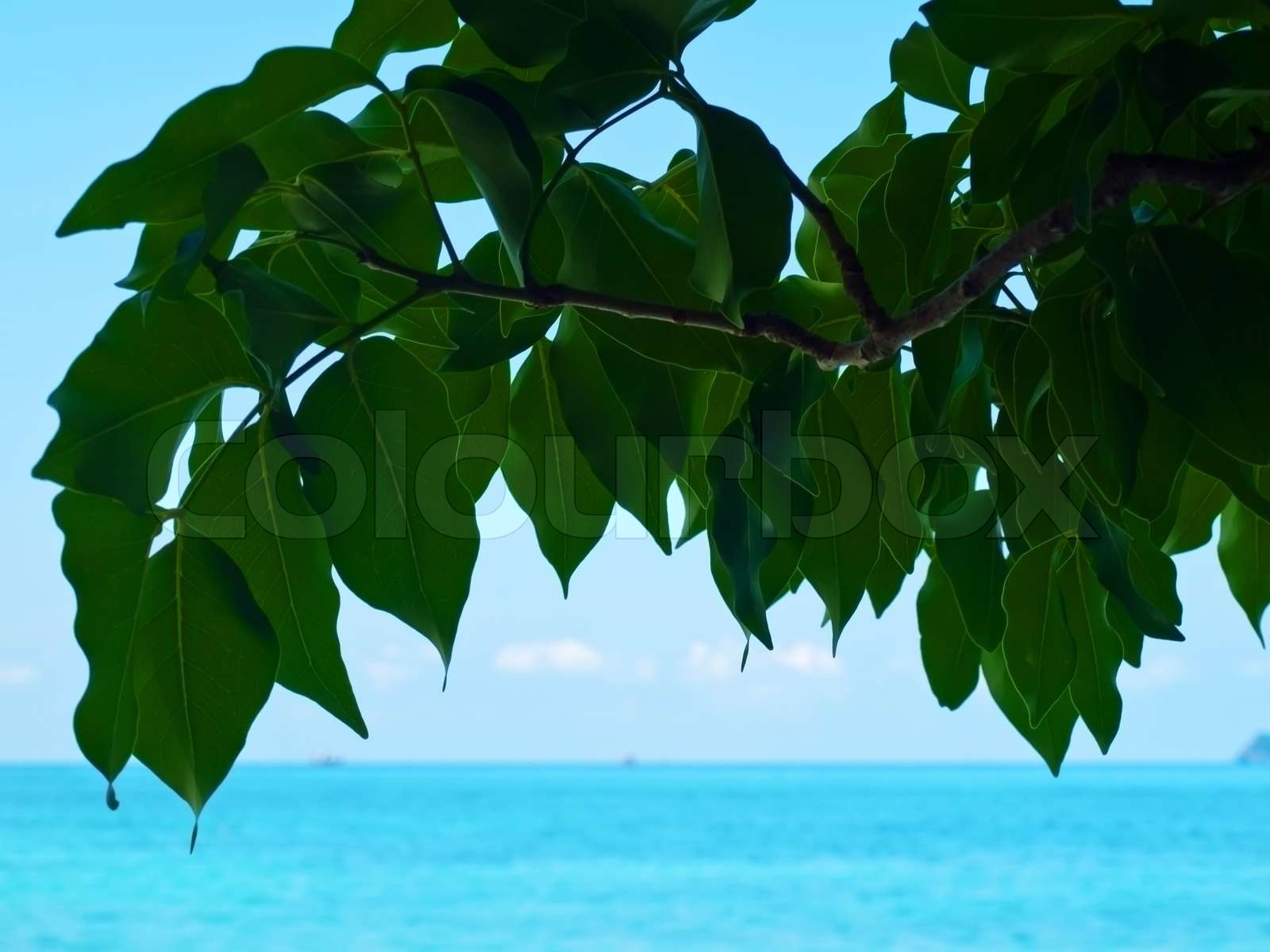 Leafs and sea | Stock image | Colourbox