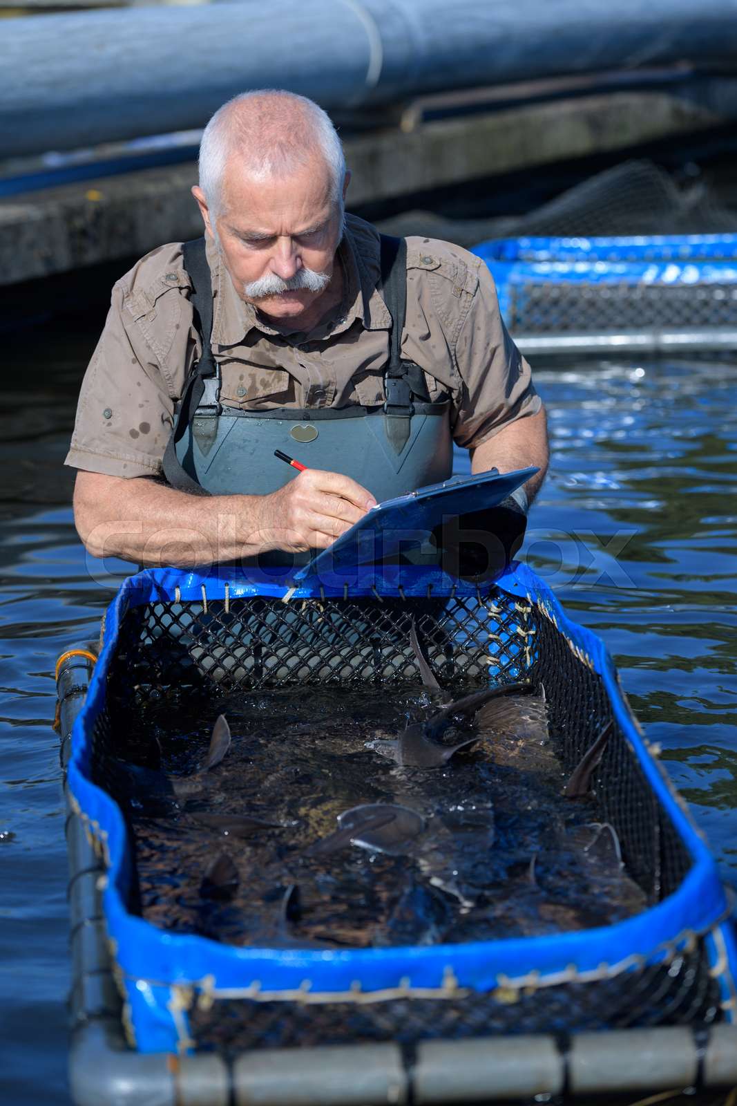 fish farmer in the water with basket of living fish | Stock image ...