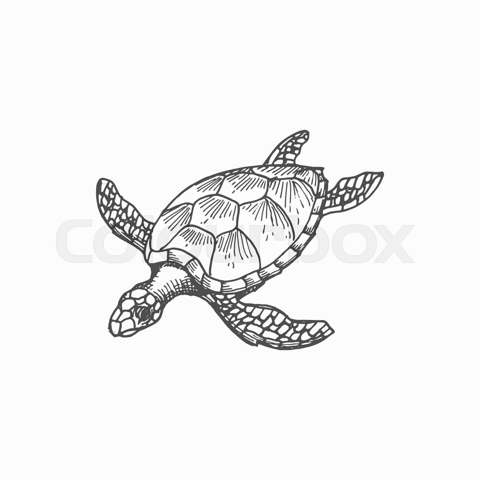 Turtle Outline Drawing