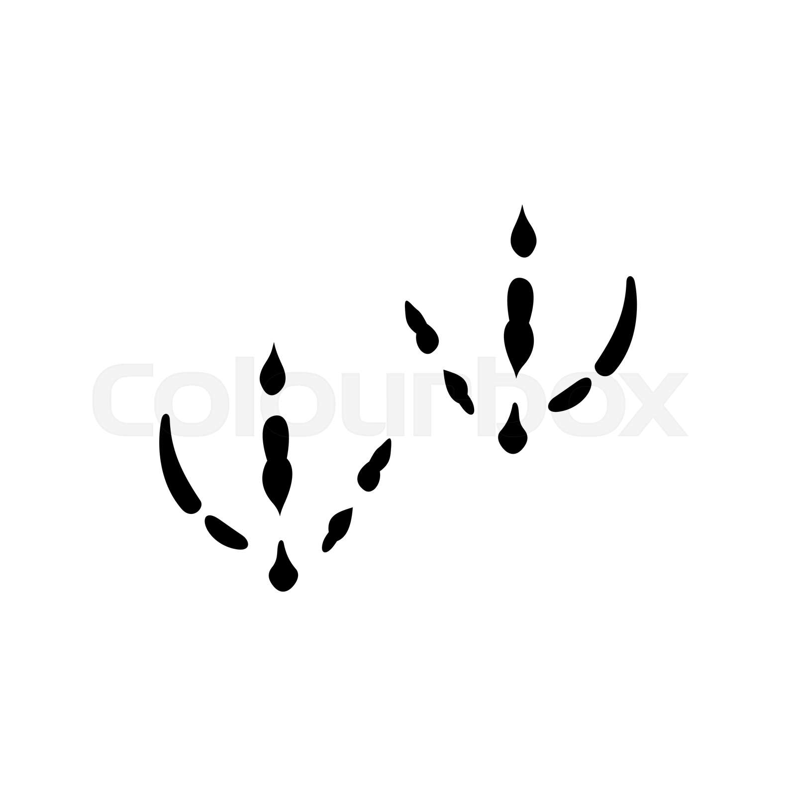 Raven or crow footprints of bird animal isolated | Stock vector | Colourbox