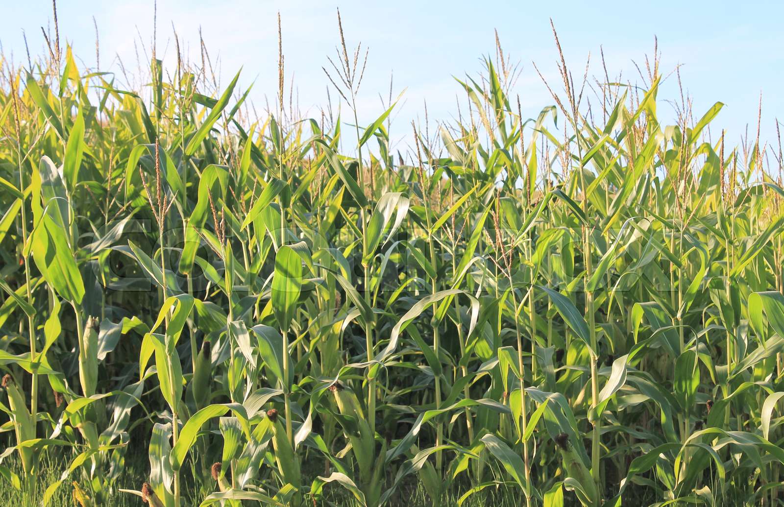 corn, hectares, agriculture | Stock image | Colourbox