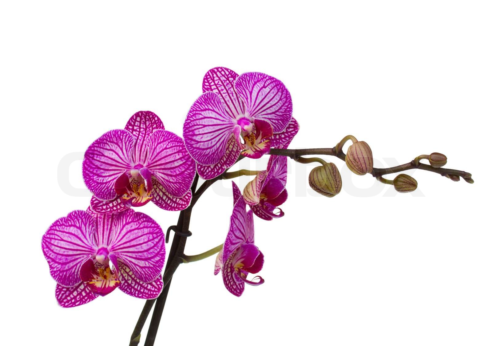 orchid branch | Stock image | Colourbox