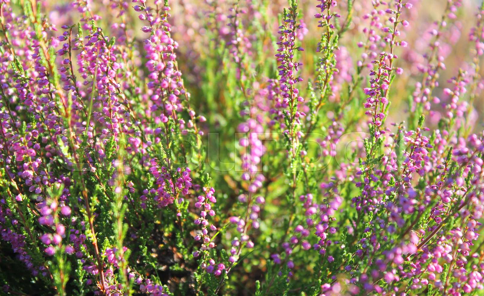 heather, english, listed | Stock image | Colourbox