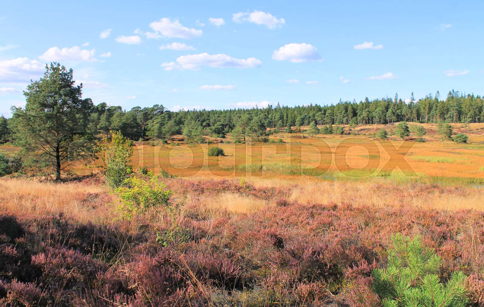 Smuk dansk natur landskab med lyng ved Randbøl Hede og syv års søerne ...