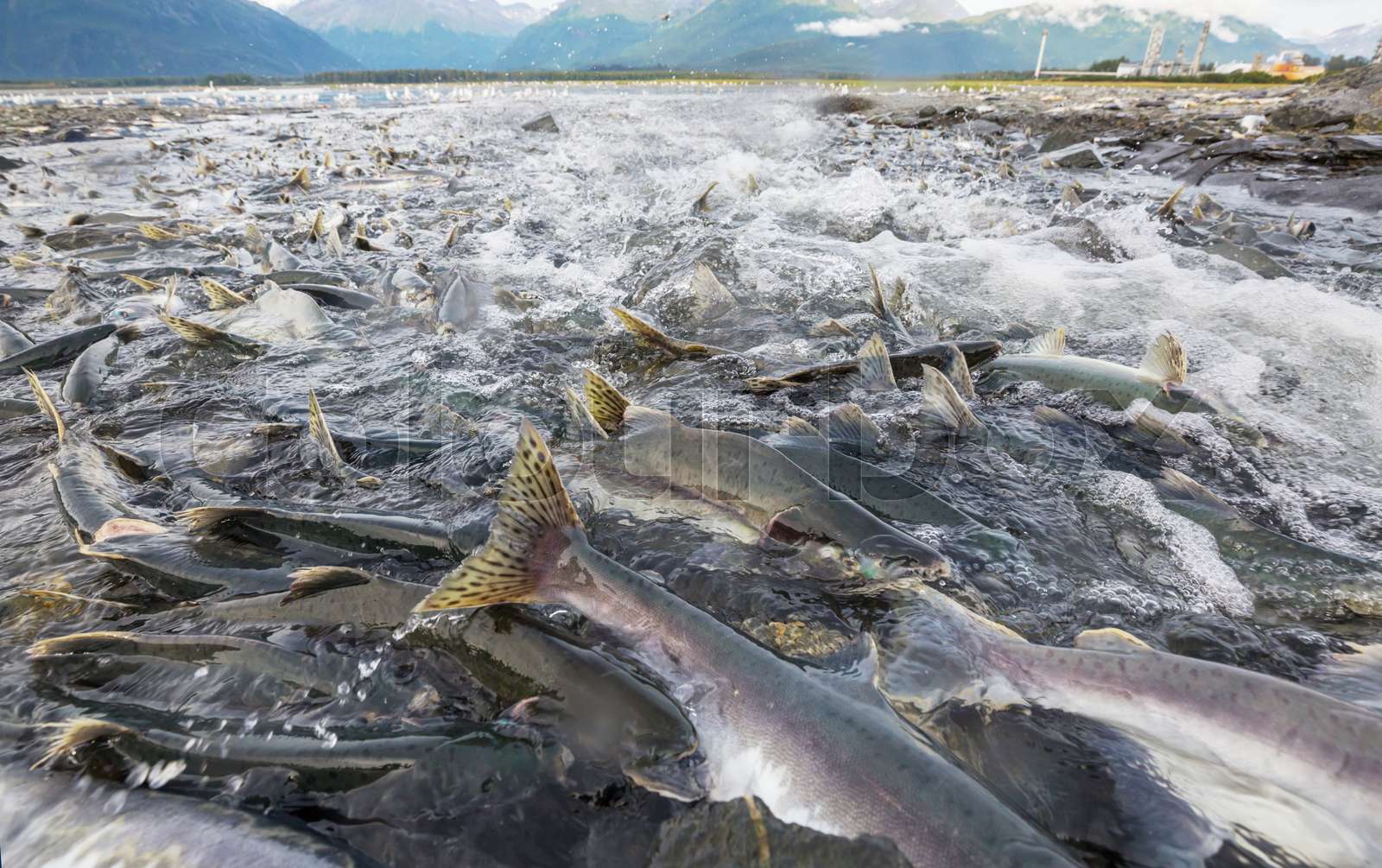 Spawning salmon | Stock image | Colourbox