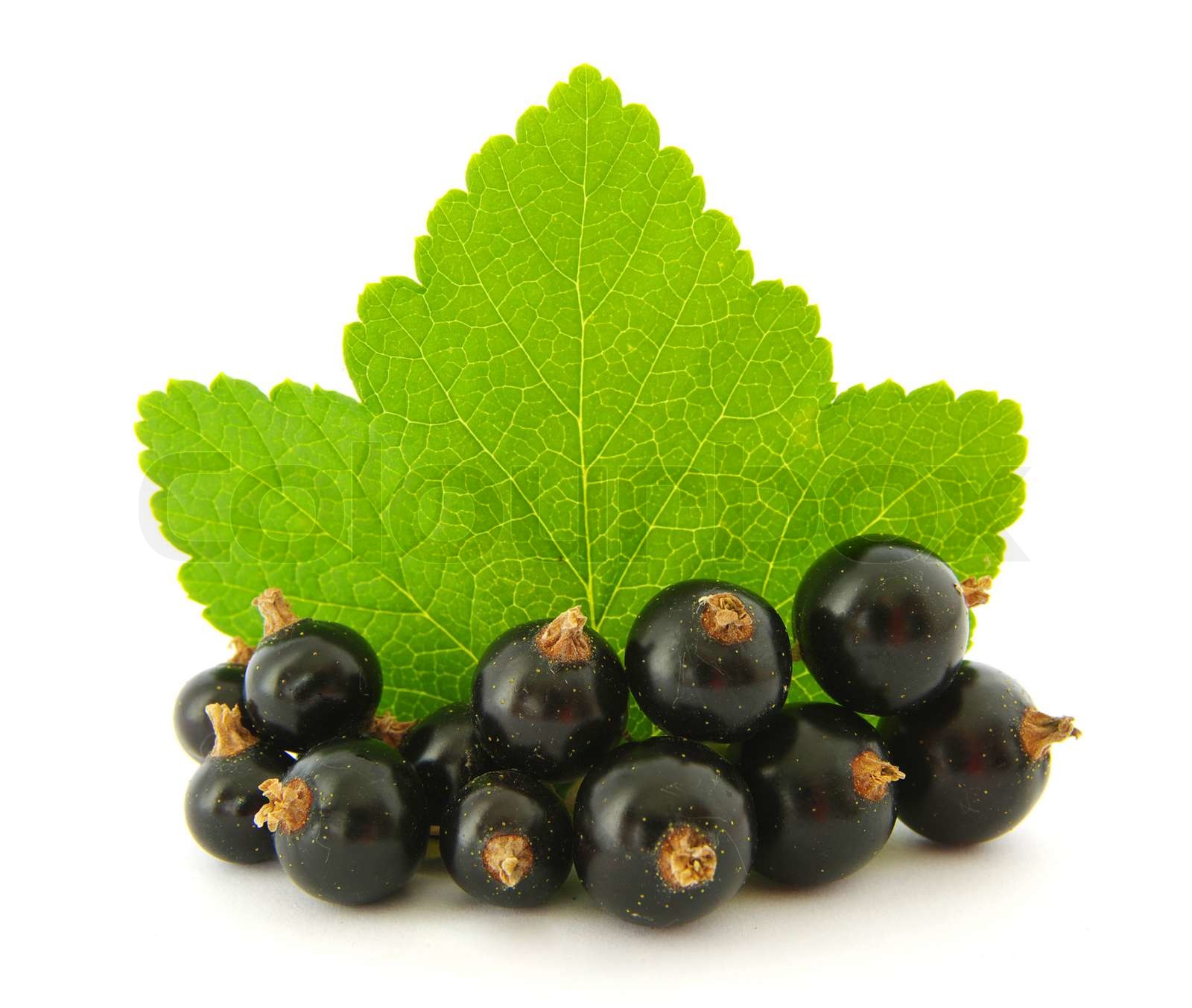 schwarze Johannisbeere | Stock Bild | Colourbox