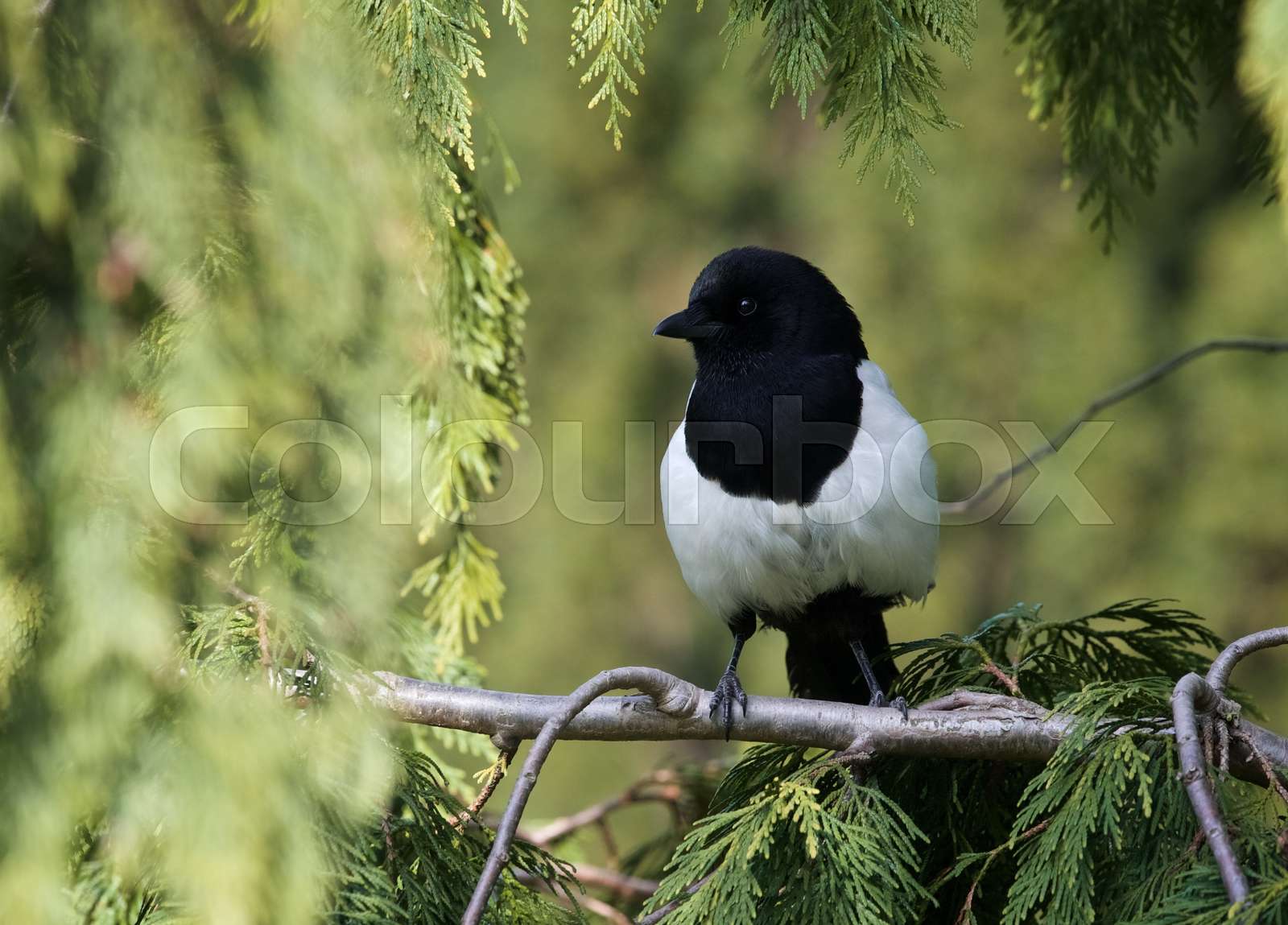 Skade, husskade, fugl i have, park, smuk, sort og hvid, fugle, pica ...