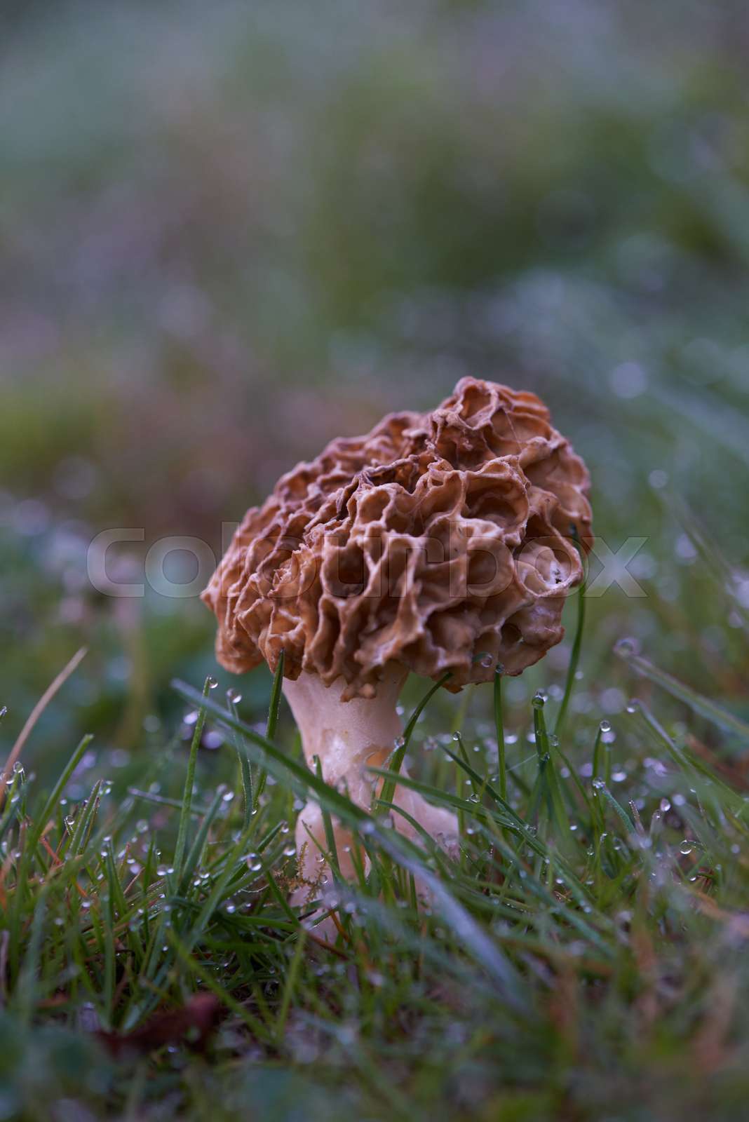 Morkel, spiselig svamp, på græs, samle svampe, sanke, efterår, lækker ...