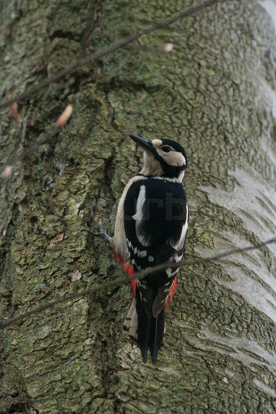 Stor flagspætte, Dendrocopos major, spætte, skov, fugl | Stock foto ...