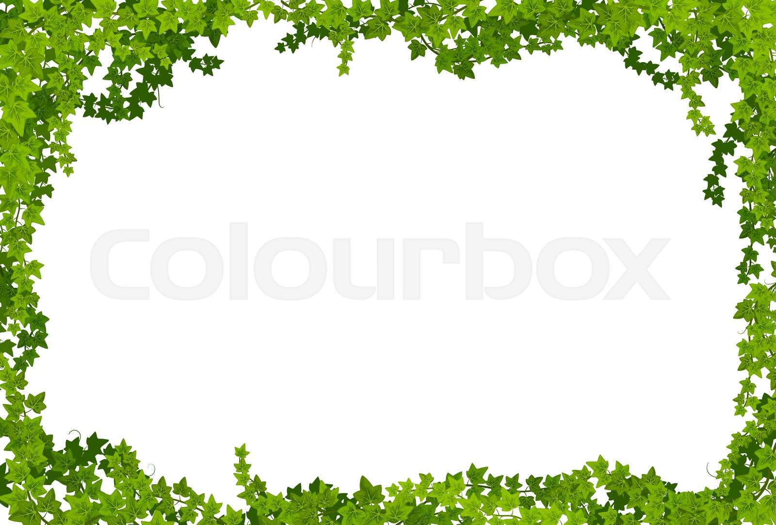 ivy, vegetation, banner | Stock vektor | Colourbox