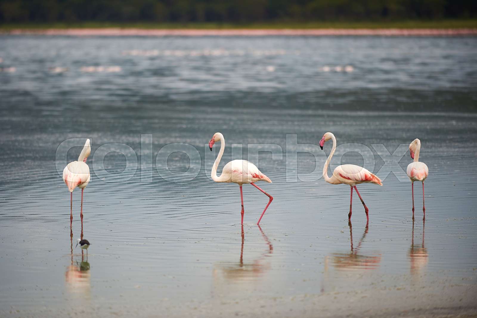 pink, flamingos, in | Stock image | Colourbox