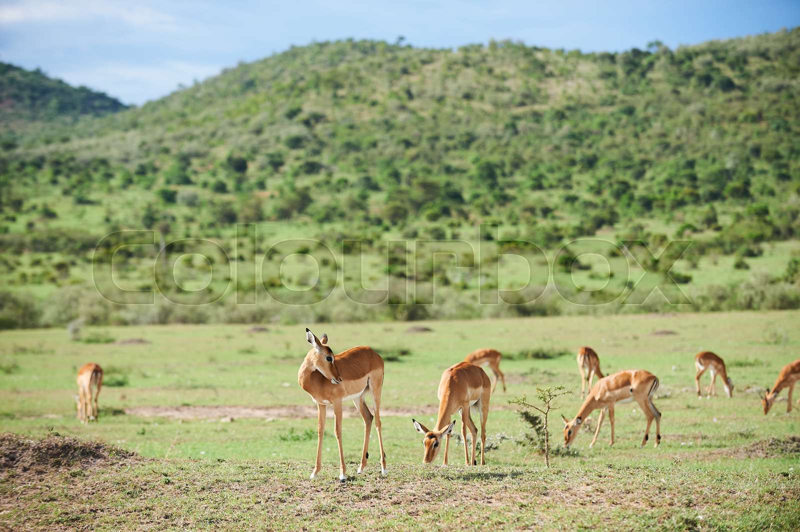 Impala antiloper på frodig savanne, Kenya, Afrika, dyr, safari, vildt ...