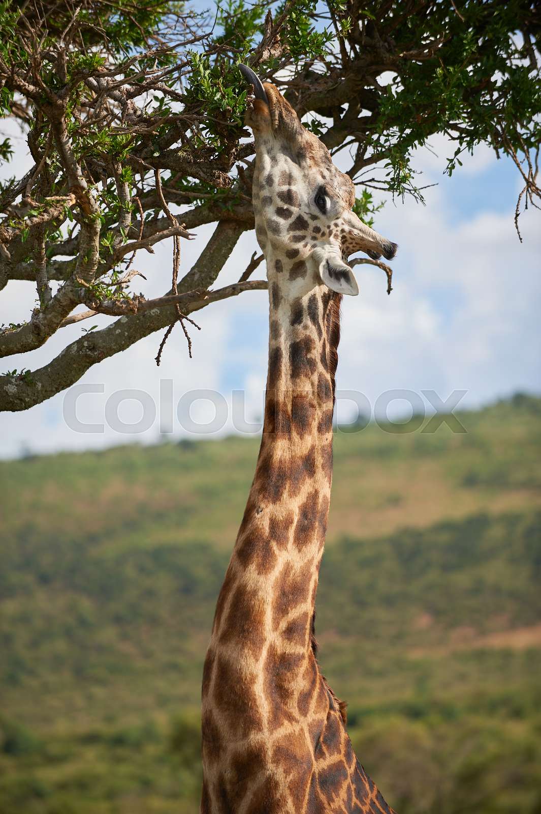 giraffe, africa, wildly | Stock image | Colourbox
