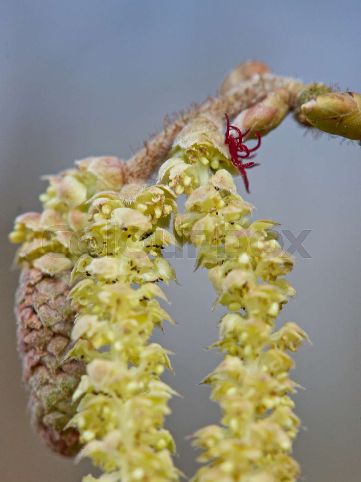 Hassel rakler og hun blomst, bestøvning, vind, køn, planter, formering, biologi, flora, busk ...