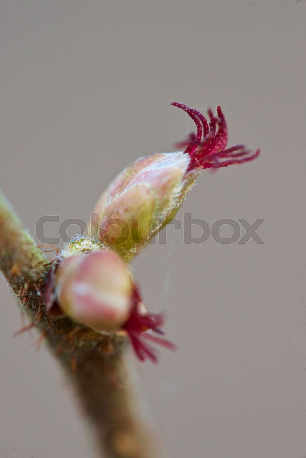 Hassel blomst, hasselnød, formering, bestøvning, macro, biologi | Stock ...