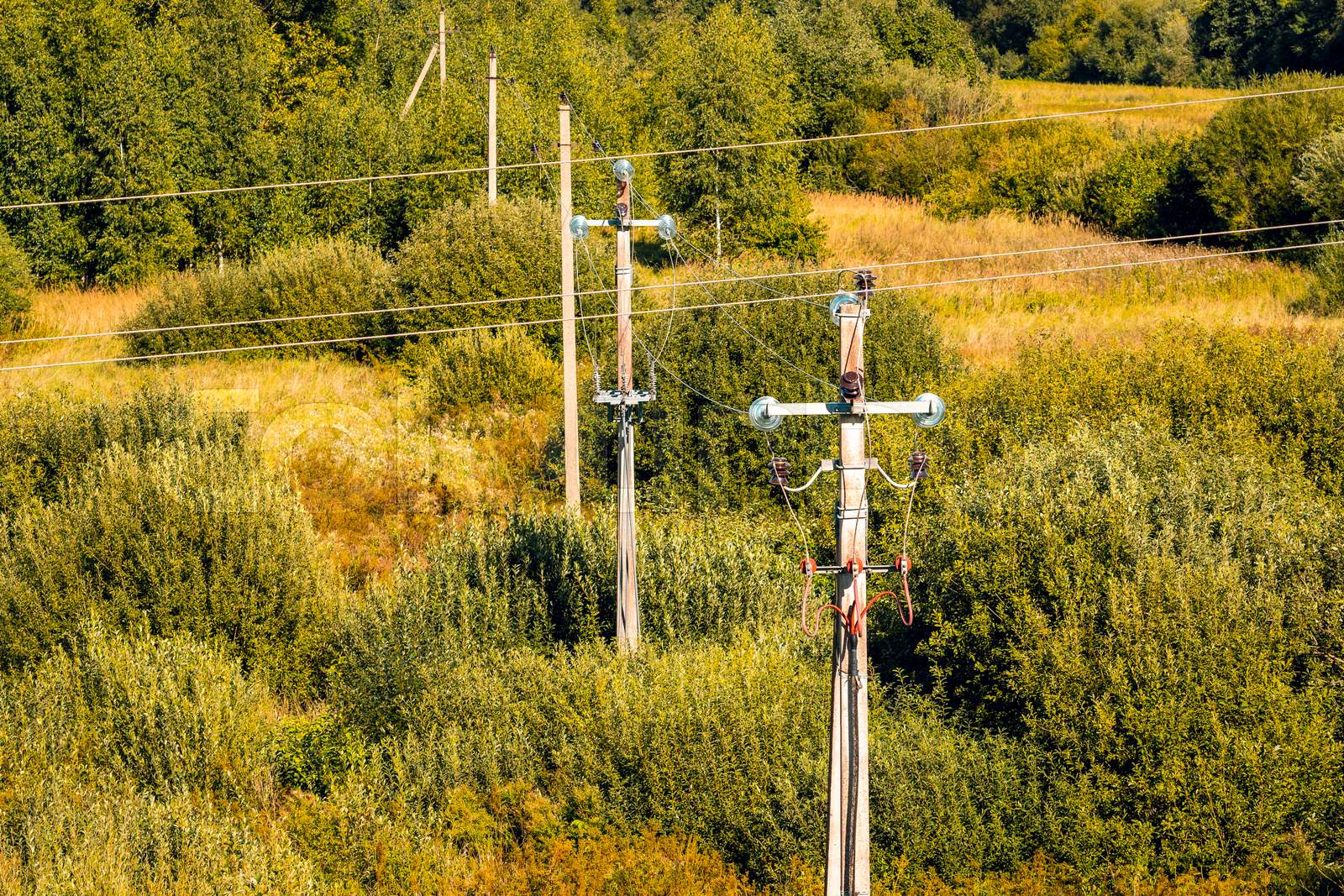 Electrical lines goes through the green forest | Stock image | Colourbox