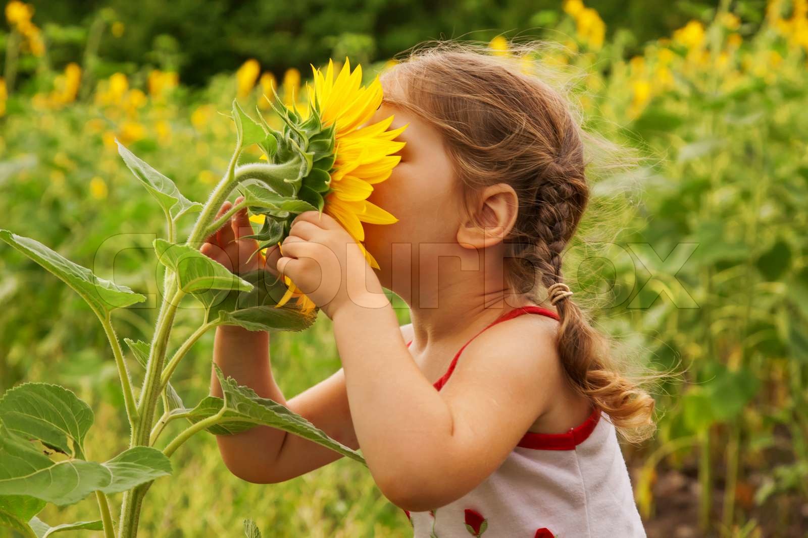 Child and sunflower | Stock image | Colourbox