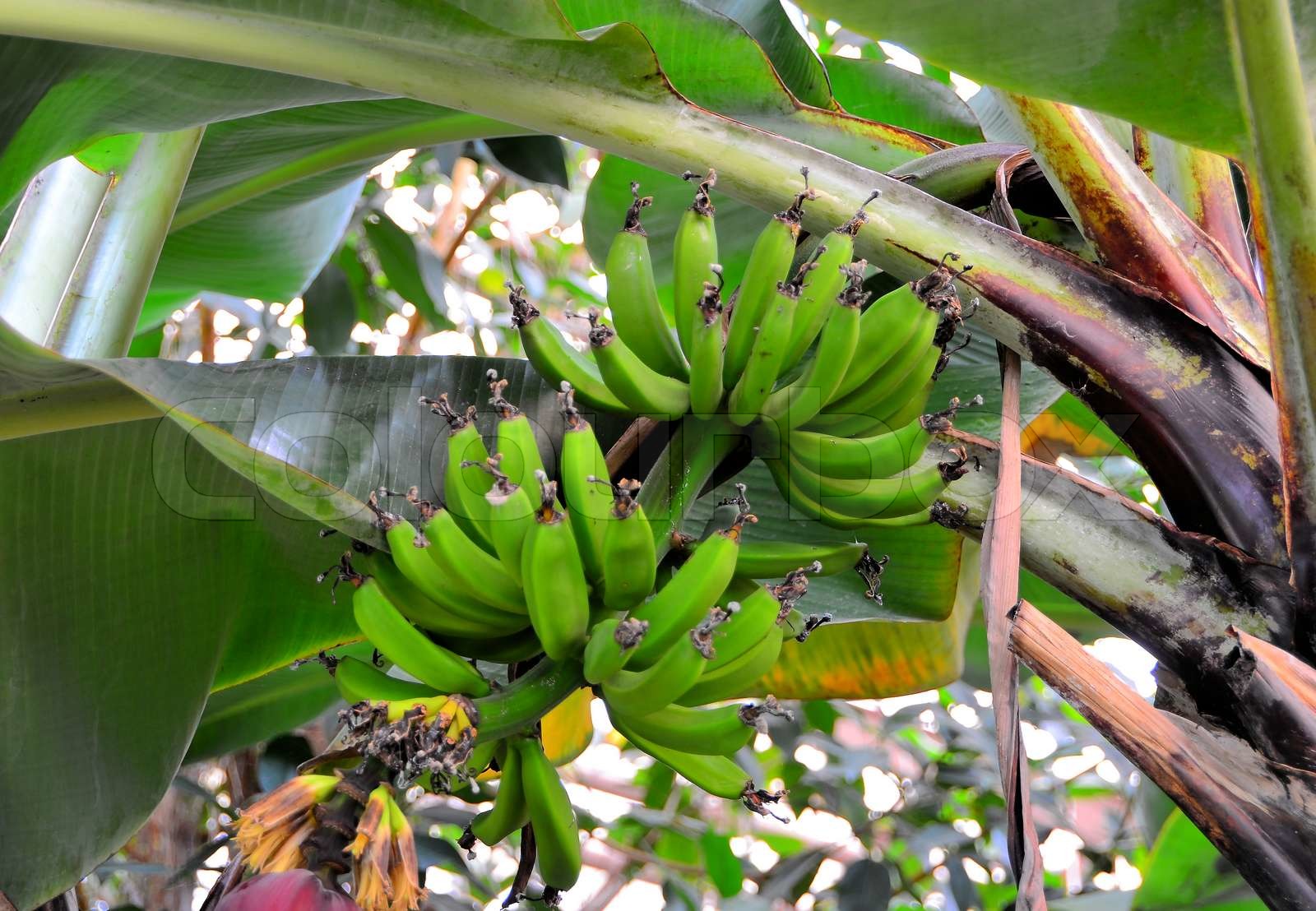 "Bananenbaum" | Stock Bild | Colourbox